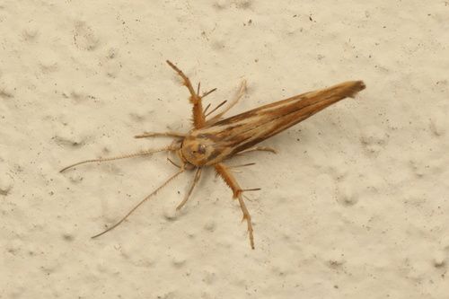 Kowhai Seed Moth (Stathmopoda aposema) · iNaturalist Guatemala