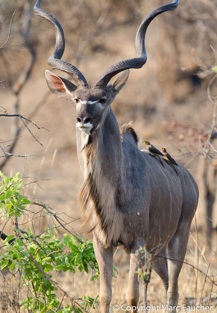 Spiral-horned Antelopes (Tragelaphini) - Know Your Mammals