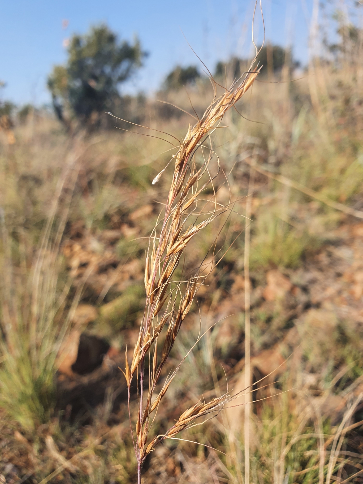 Loudetia simplex (Nees) C.E.Hubb.
