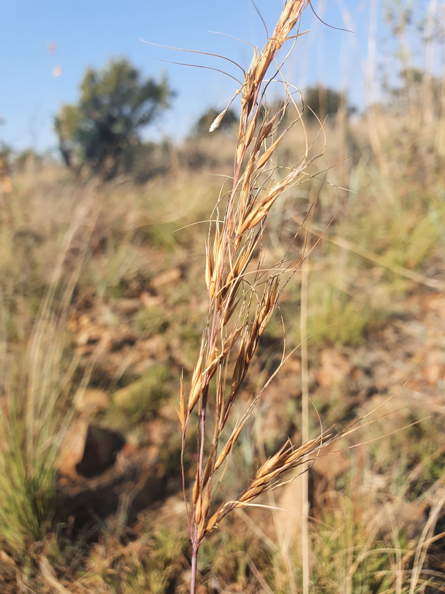 Loudetia simplex (Nees) C.E.Hubb.
