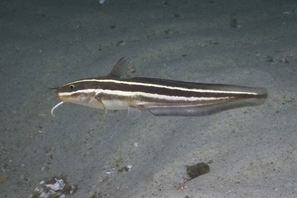 Striped Eel Catfish (Plotosus lineatus) - Marine Life Identification