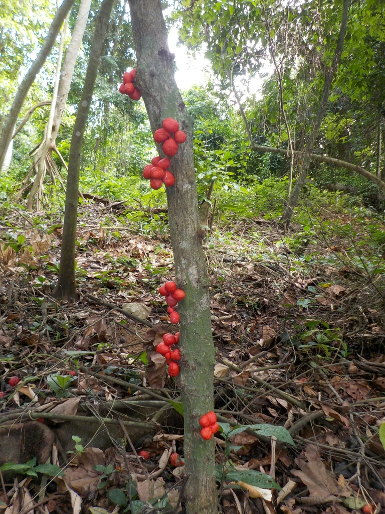 (Cola nigerica) - Botanical Realm