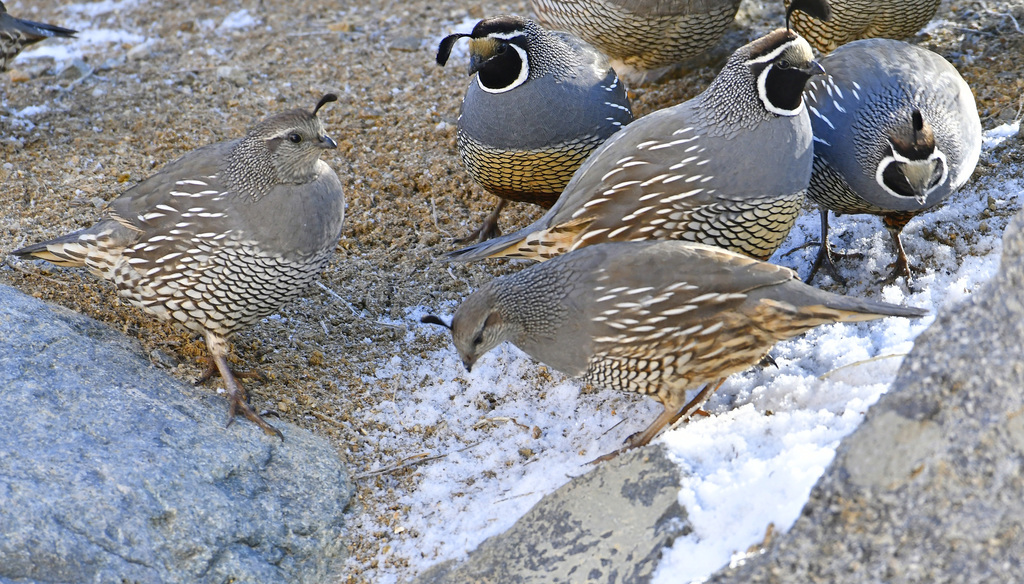 California Quail (Birds of Rosewood Nature Study Area) · iNaturalist
