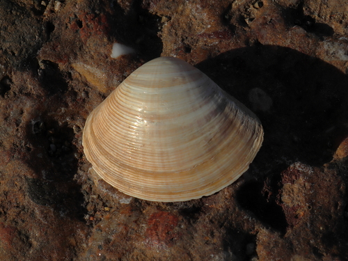 Mactra olorina · iNaturalist Mexico