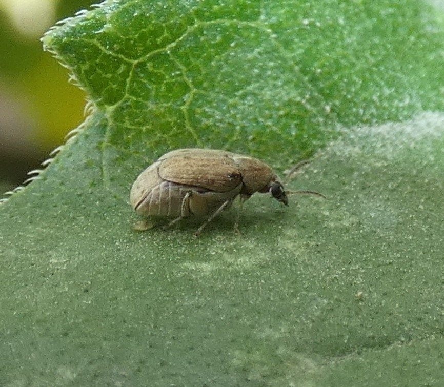Pea and Bean Weevils from Unnamed Road, Kuwait on May 7, 2021 at 11:55 ...