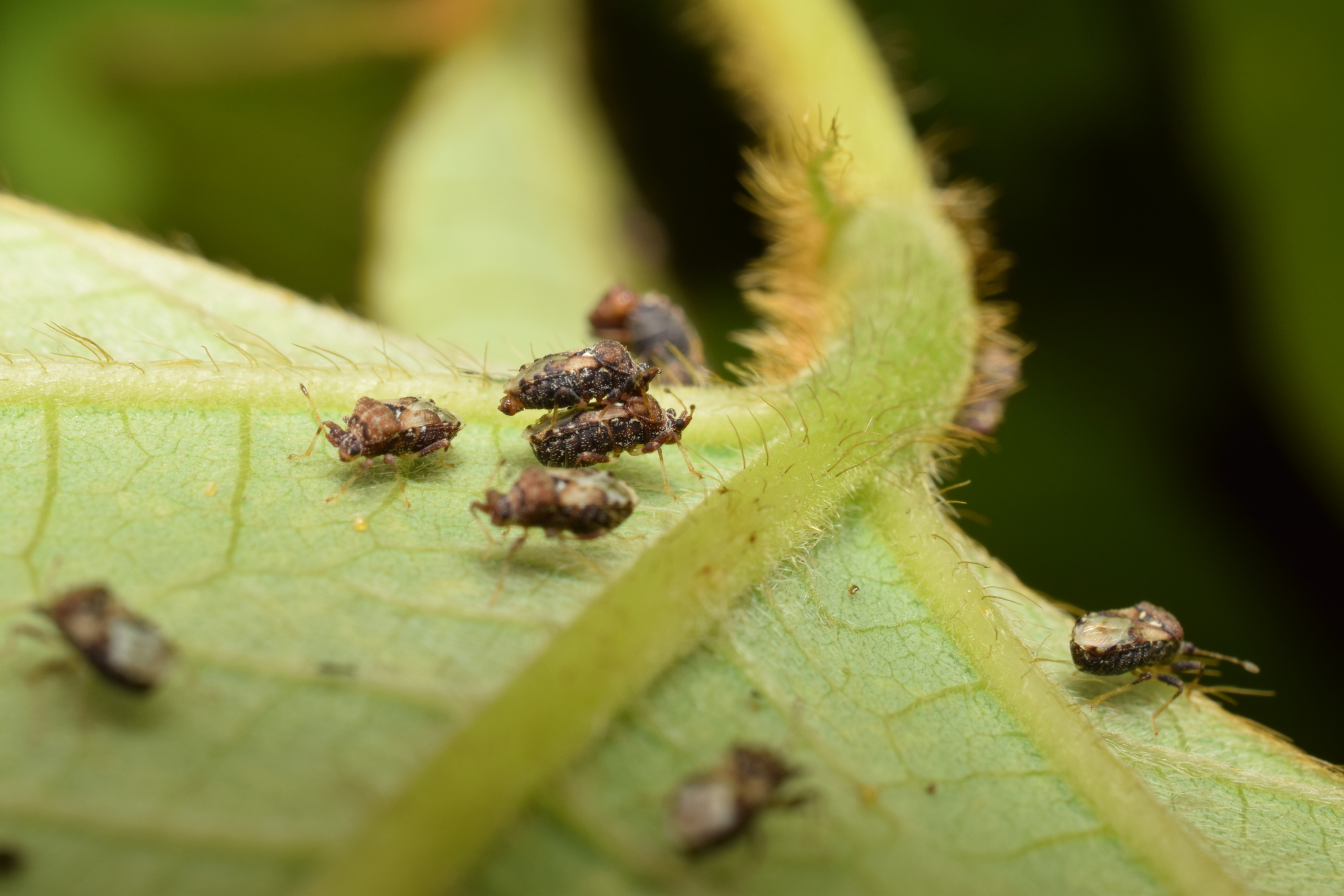 Chauliops Scott, 1874