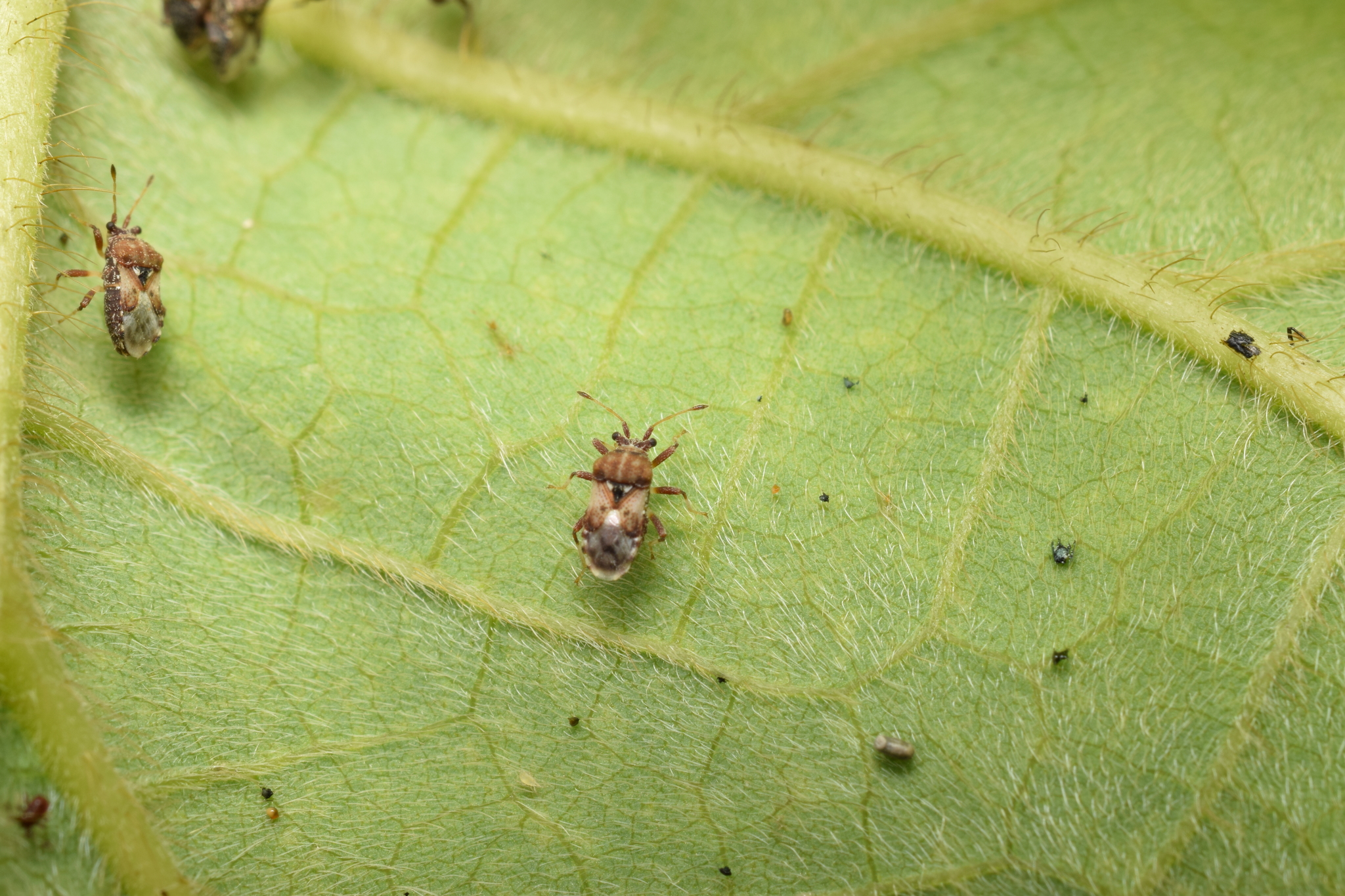 Chauliops Scott, 1874