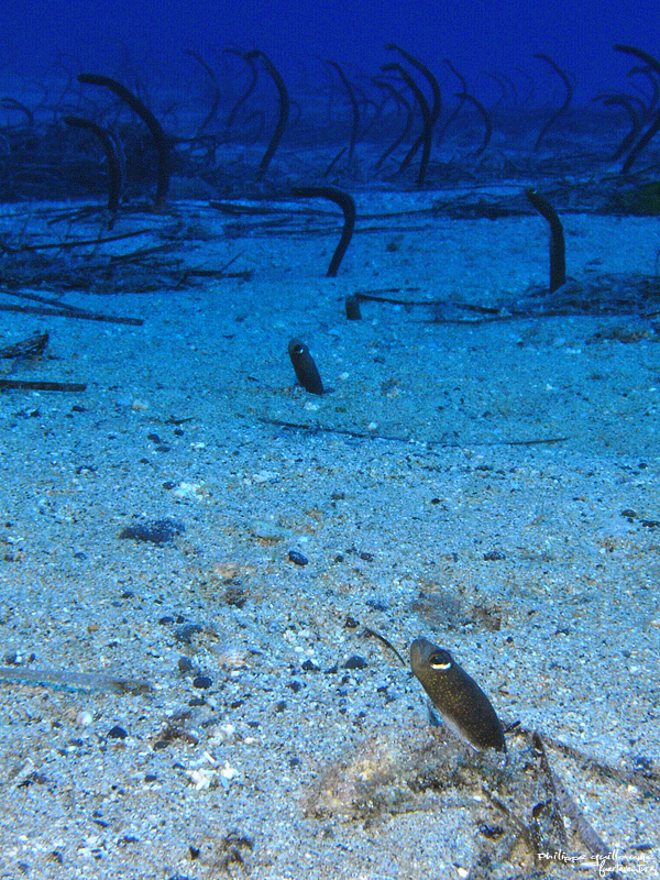 (Heteroconger) - Marine Life Identification