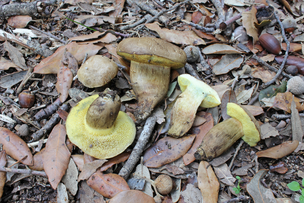 Sepia Bolete (Fungi of southern Africa) · iNaturalist