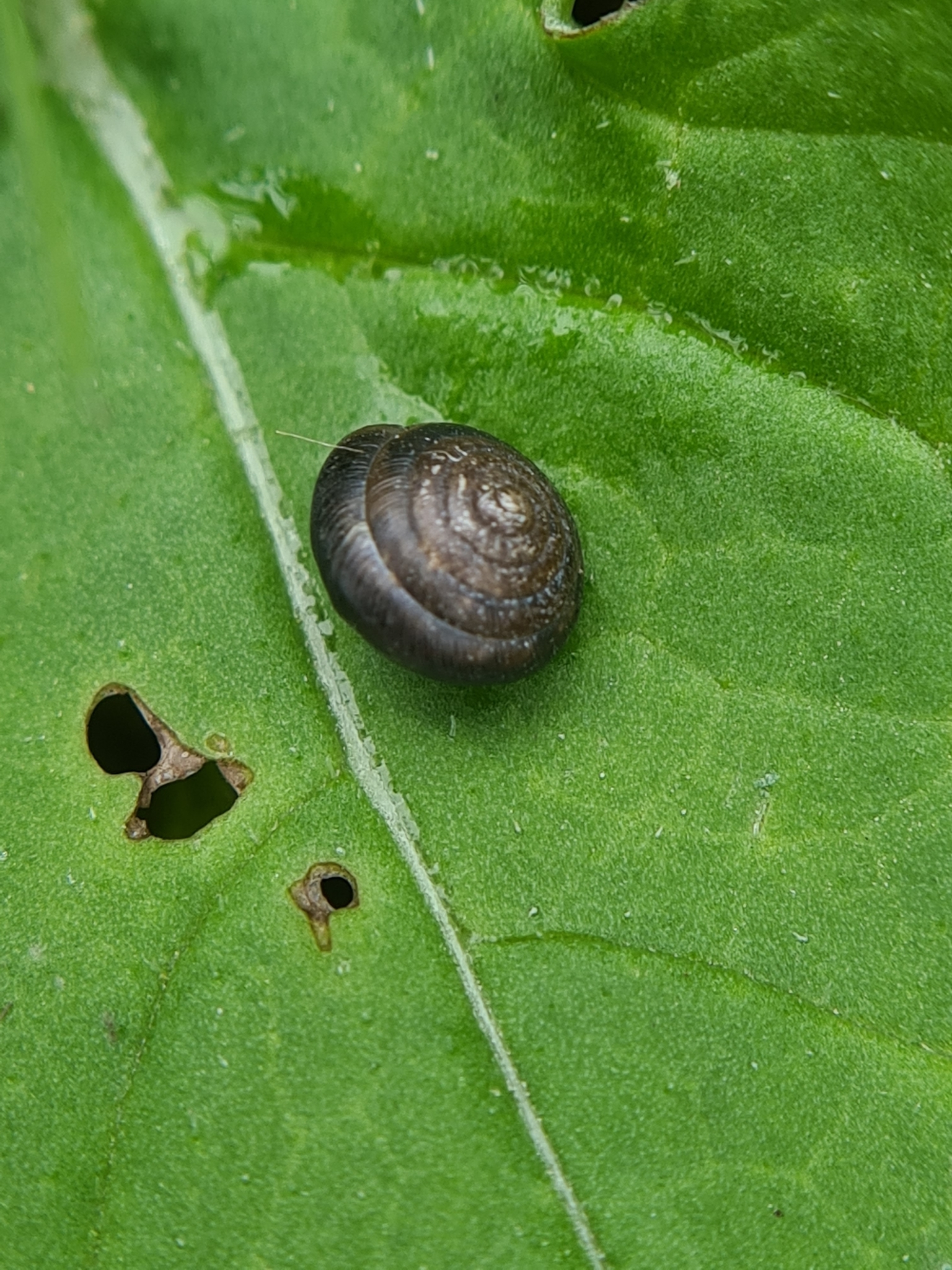 Perforatella Schlüter, 1838