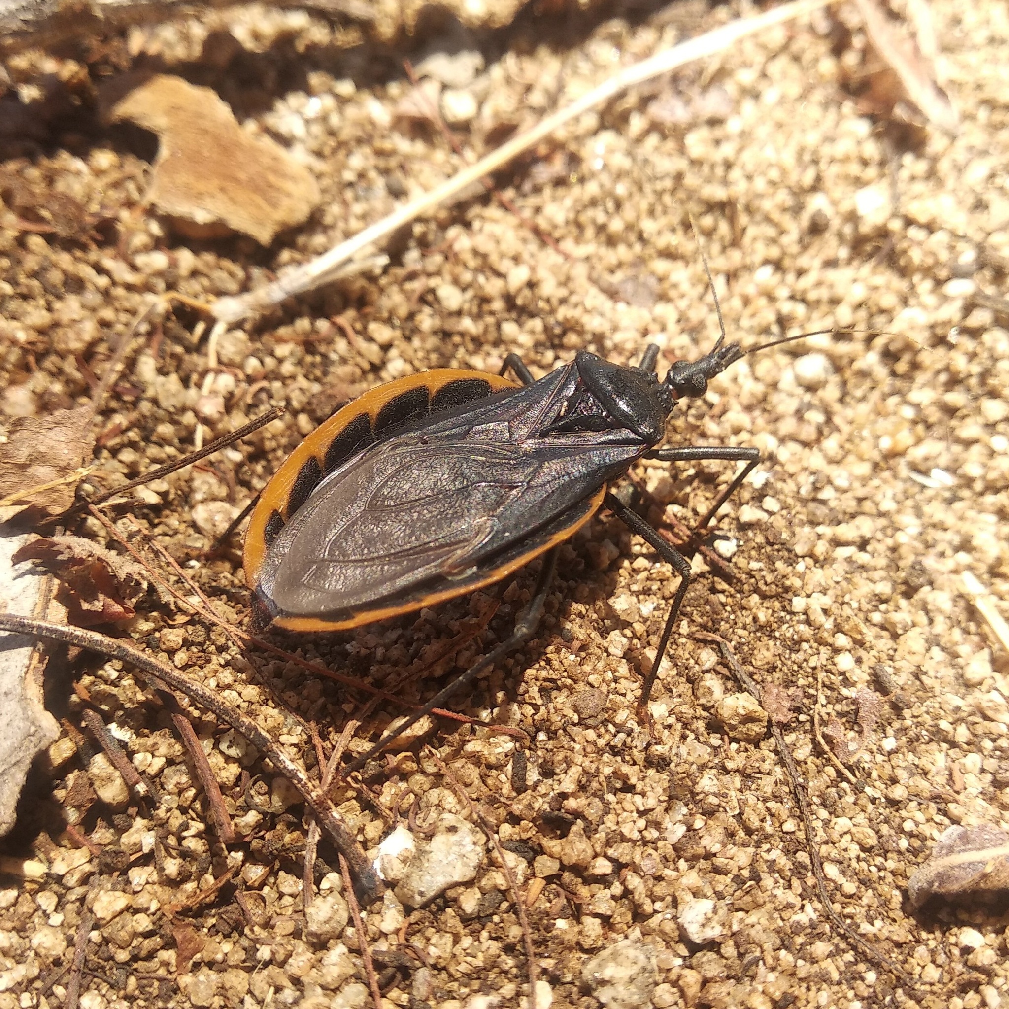 Triatoma recurva (Stål, 1868)