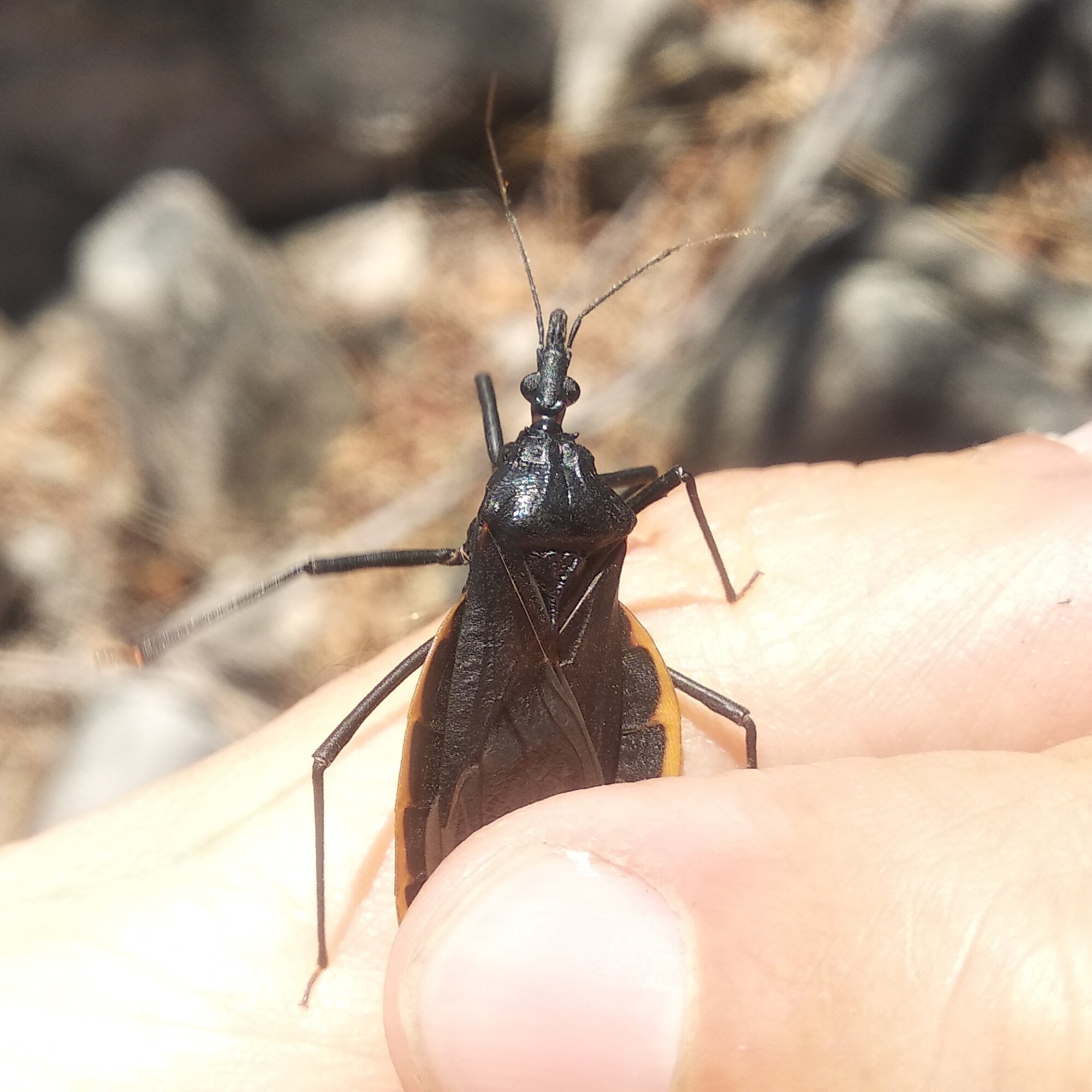 Triatoma recurva (Stål, 1868)
