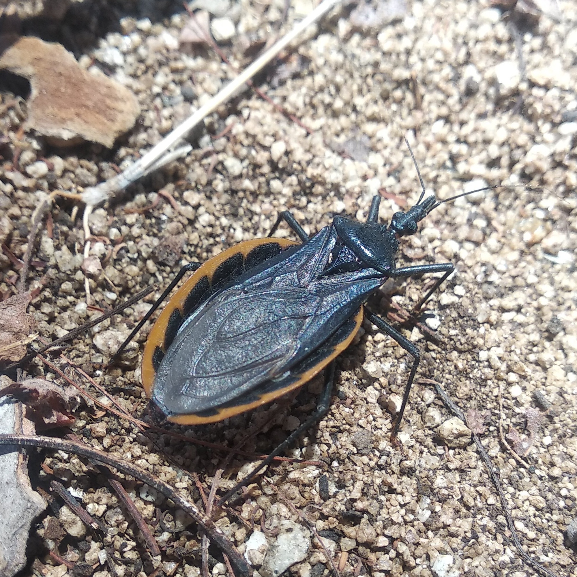 Triatoma recurva (Stål, 1868)