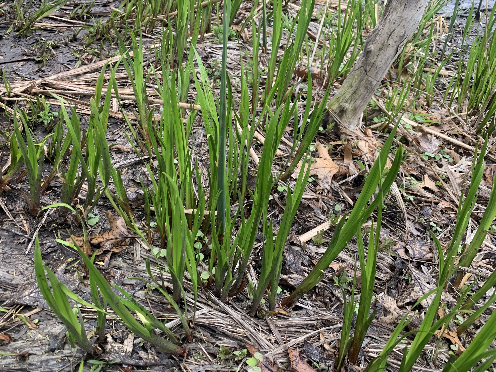 Acorus americanus (Raf.) Raf.