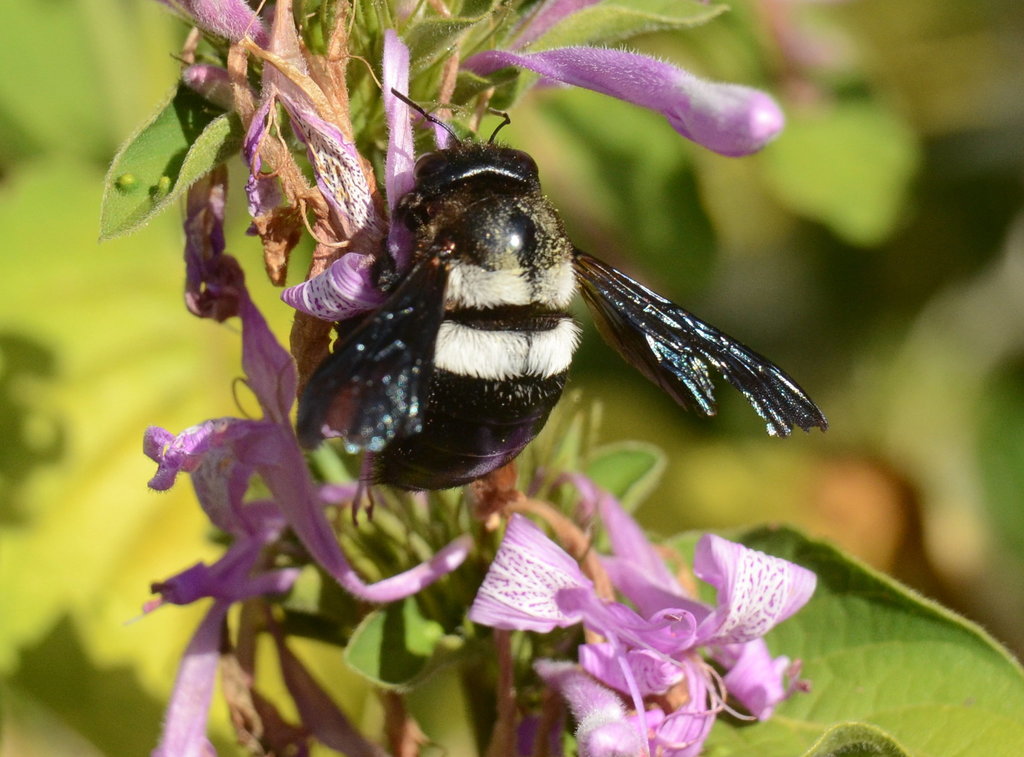 Doubleband Carpenter Bee Xylocopa caffra (Bees in a Constantia Hills ...