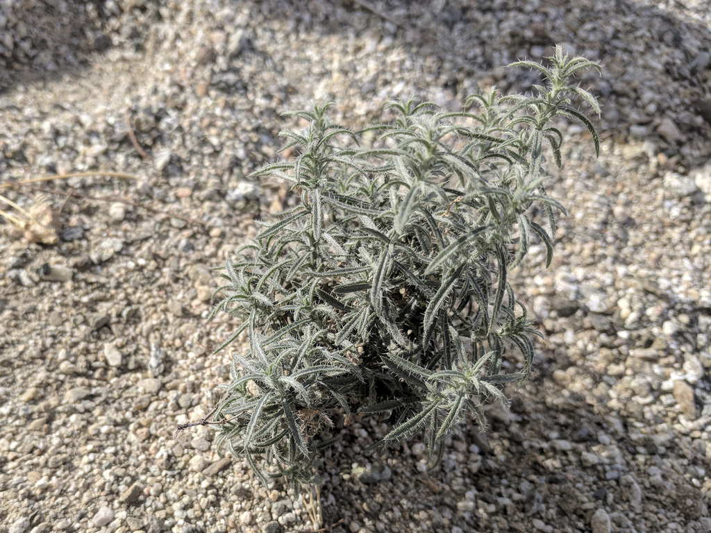 shrubby cryptantha from Santa Rosa Wildlife Area, Riverside, California ...