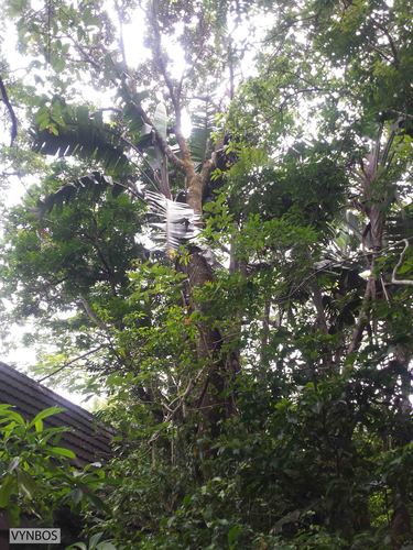 Genus Protorhus · iNaturalist United Kingdom