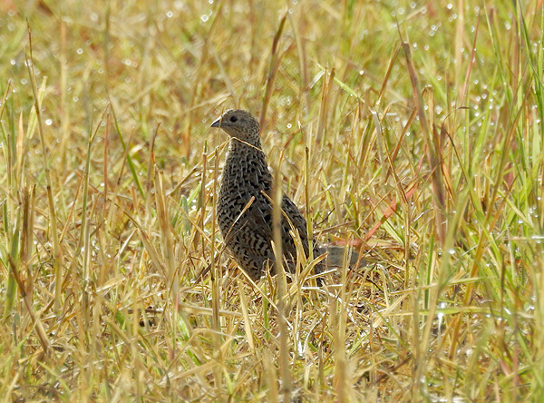 Eastern Australian King Quail from Samsonvale QLD 4520, Australia on ...