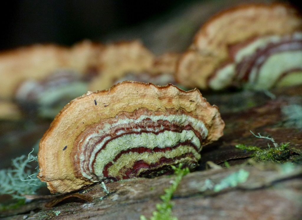 Stereum Versicolor From Outram Glen Taieri River On August 9 2014 By