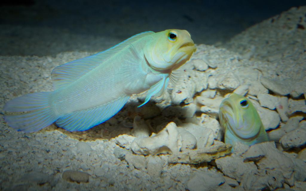 Jawfishes (Opistognathus) - Marine Life Identification