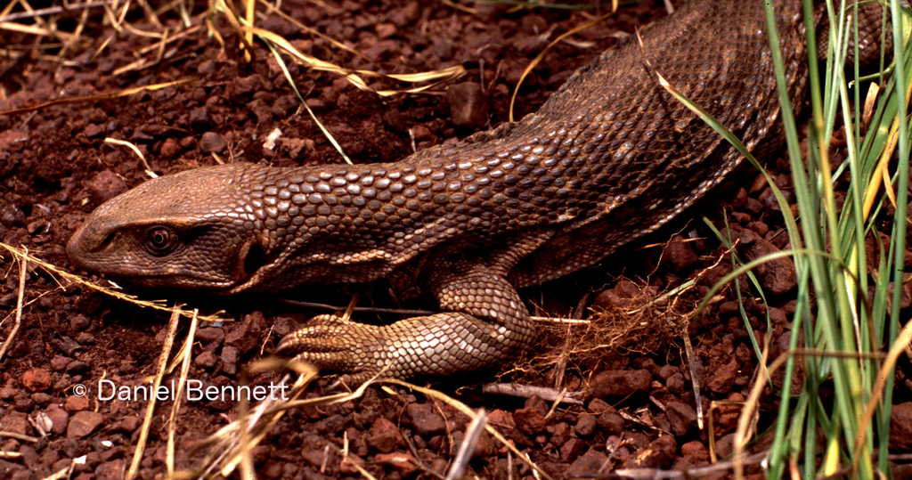 Savannah Monitor from Kokrobite, Ghana on July 28, 1994 by mampam ...
