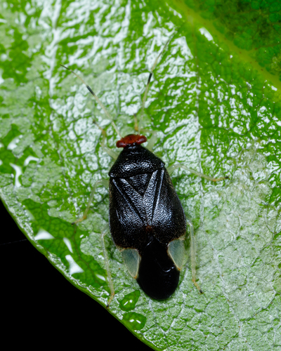 Tropidosteptes tricolor · iNaturalist