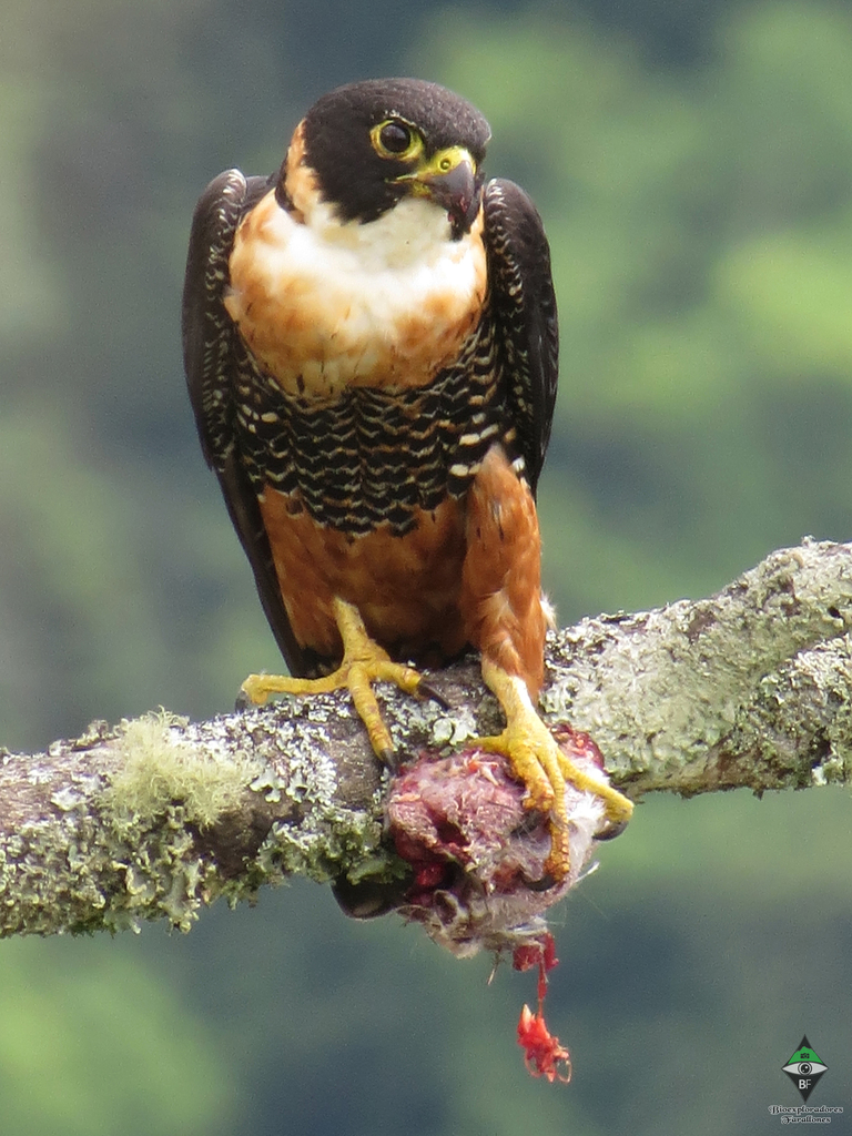 Orange-breasted Falcon (Falco deiroleucus) - Avian Discovery