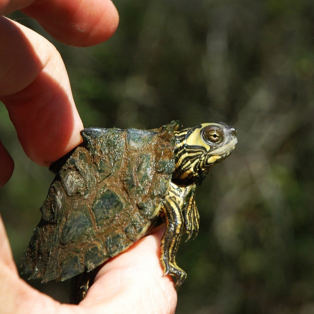 Pearl River Map Turtle (Graptemys pearlensis) - Marine Life Identification