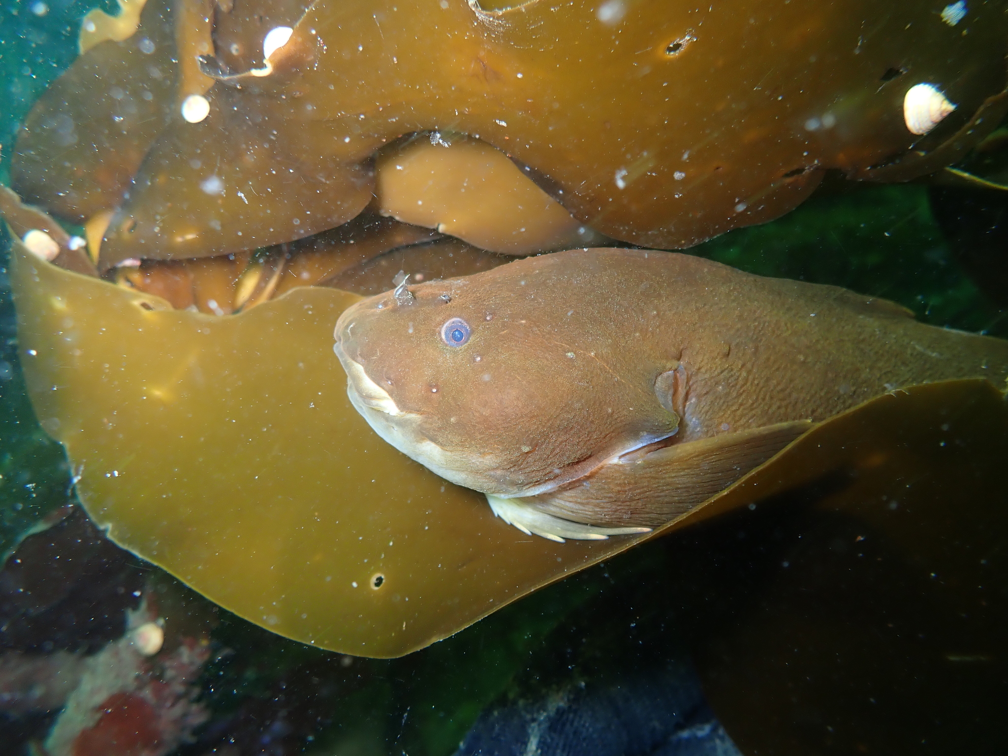 Liparis greeni (Jordan & Starks, 1895)