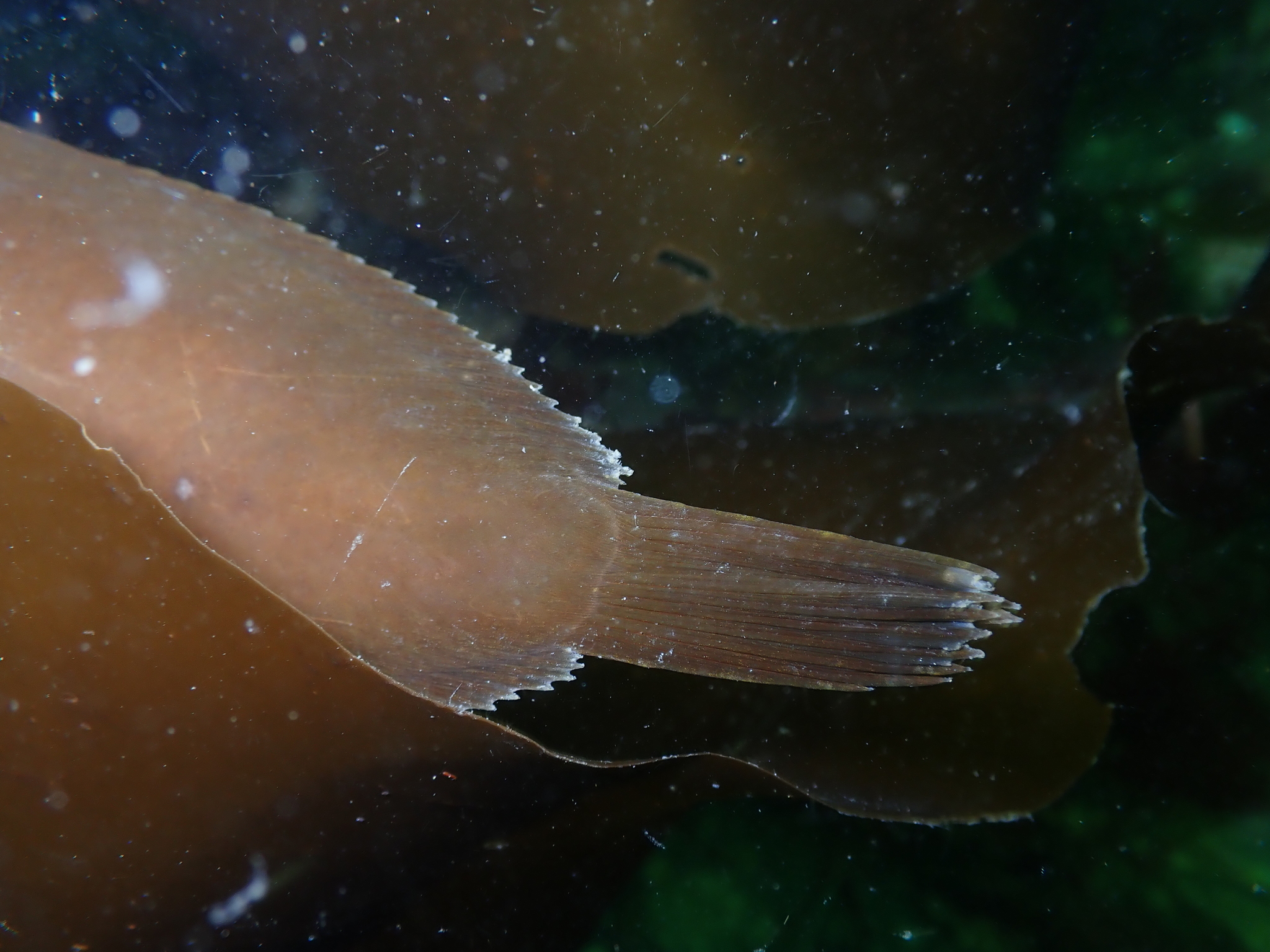 Liparis greeni (Jordan & Starks, 1895)