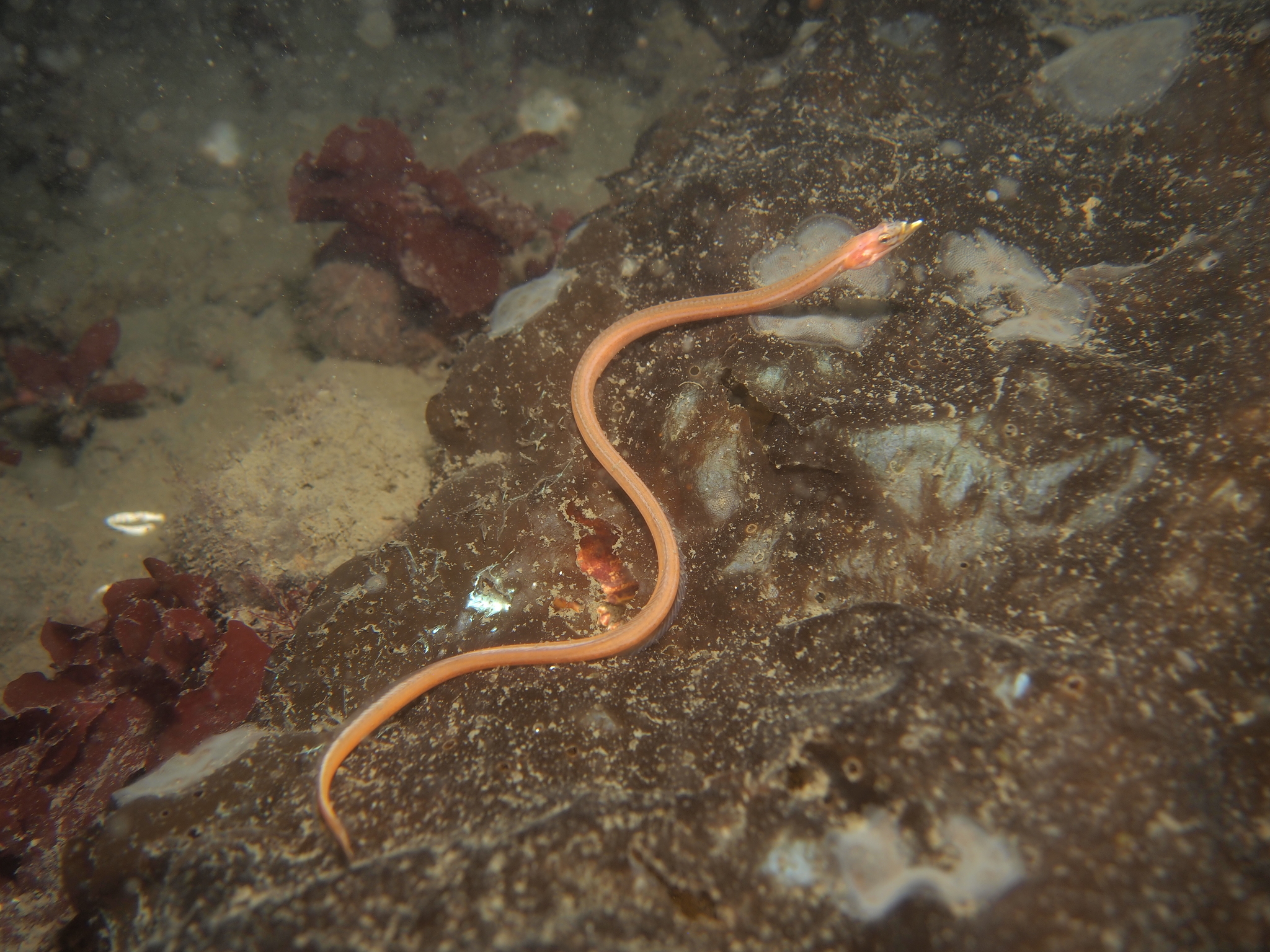 Ptilichthys Bean, 1881