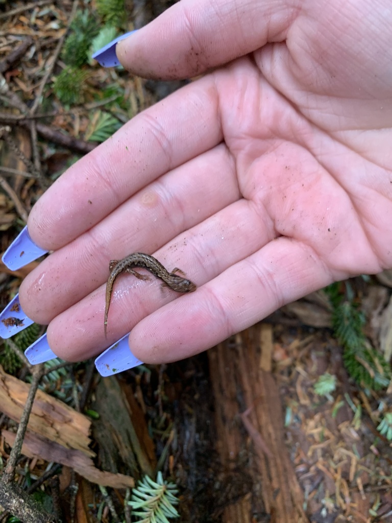 Northern Pygmy Salamander in May 2021 by leah_reese · iNaturalist