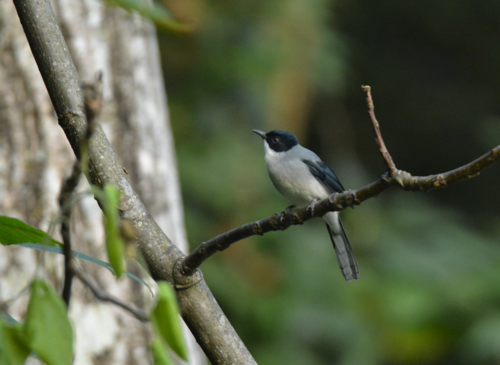 Black-headed Sibia (Heterophasia desgodinsi) · iNaturalist