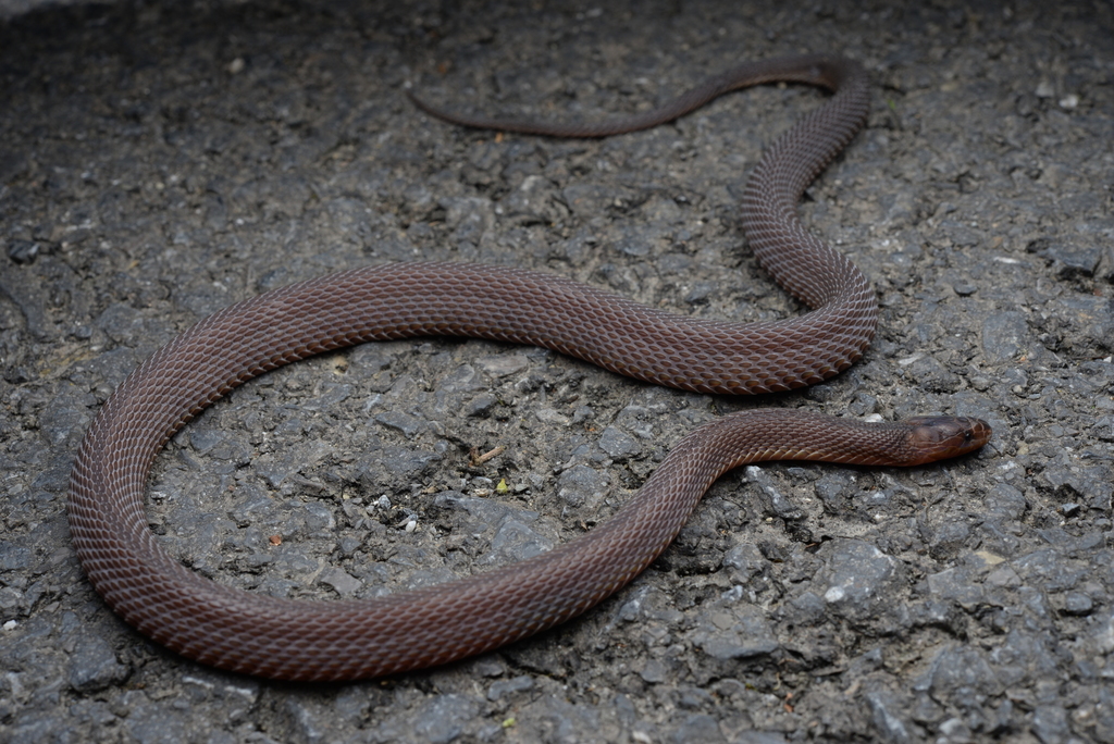 Peters' Odd-scaled Snake in May 2021 by ong-siau-kun · iNaturalist
