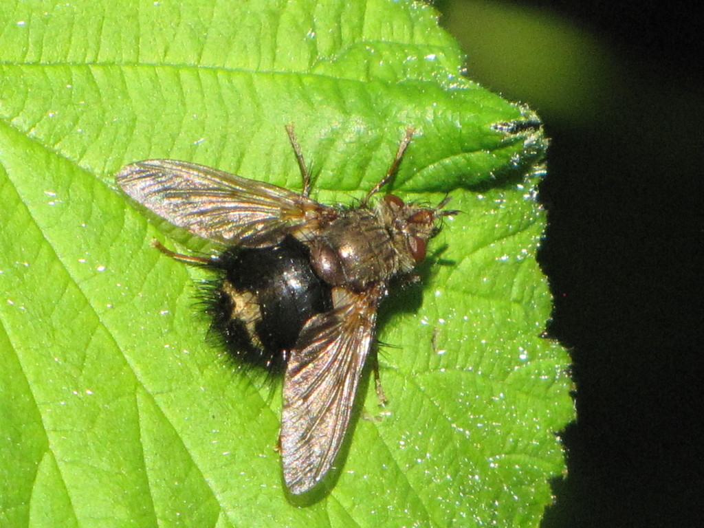 Early Tachinid Fly from Ladysmith, BC, Canada on May 6, 2021 at 04:49 ...