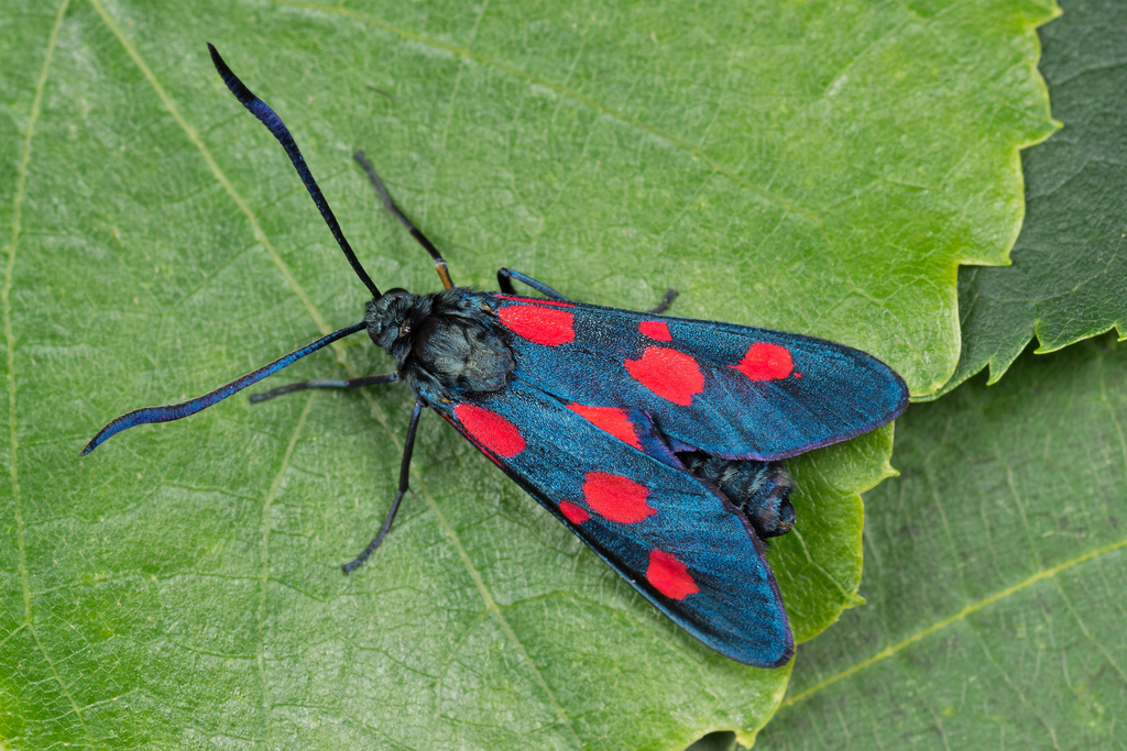 Narrow-bordered Five-spot Burnet (Buxton Day Flying Moths ...