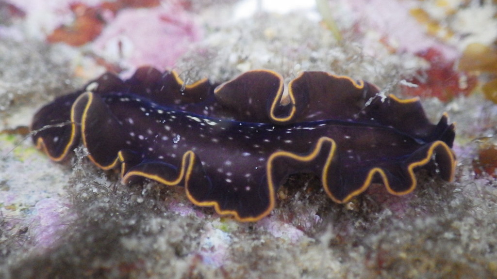 Pseudoceros mexicanus (Polyclad flatworms of California) · iNaturalist