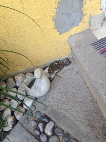 (Pituophis deppei deppei) - Snakes and Lizards