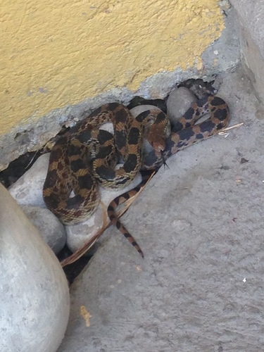 (Pituophis deppei deppei) - Snakes and Lizards