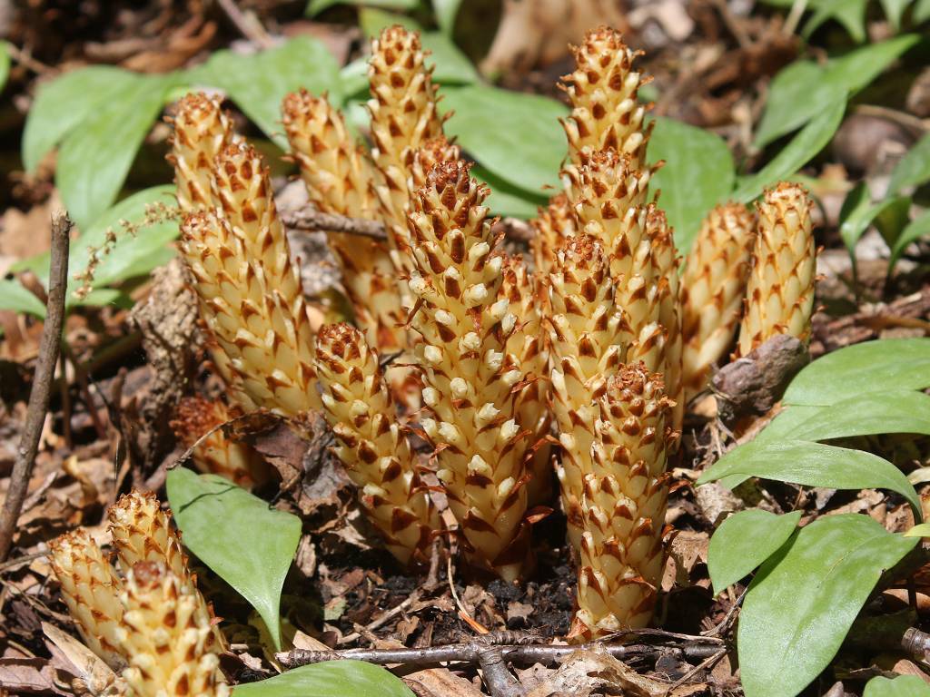 American cancer-root in May 2021 by privatenoaccess. AKA Squawroot ...