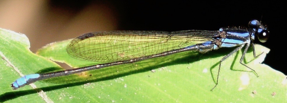 Argia thespis (Dragonflies and Damselflies of Amazonas, Brazil ...