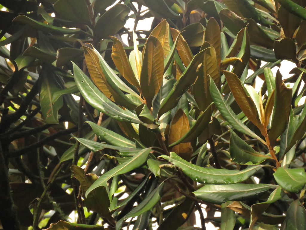 Andea velutina from San Francisco, Cundinamarca, Colombia on December ...