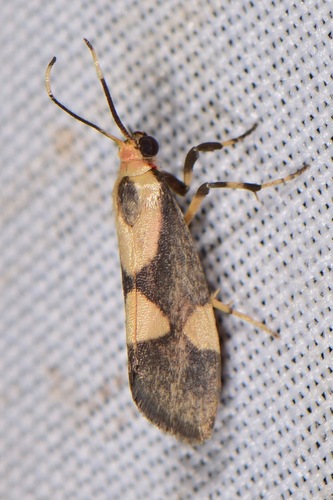 Cisthene polyzona · iNaturalist