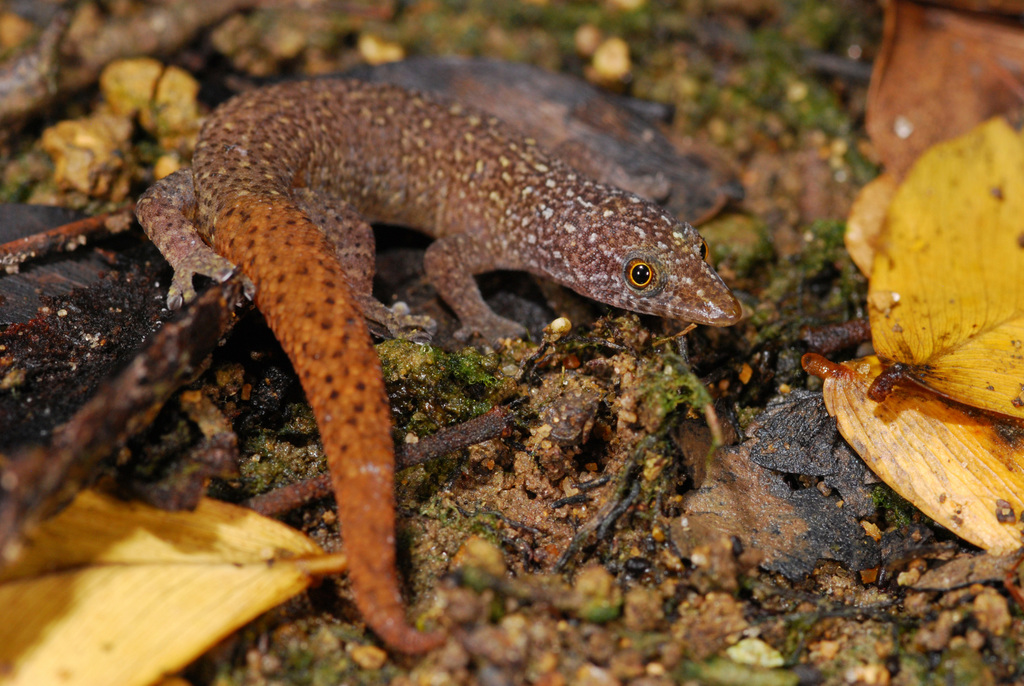 Ocellated Gecko (Herps of Eastern Cuba) · iNaturalist