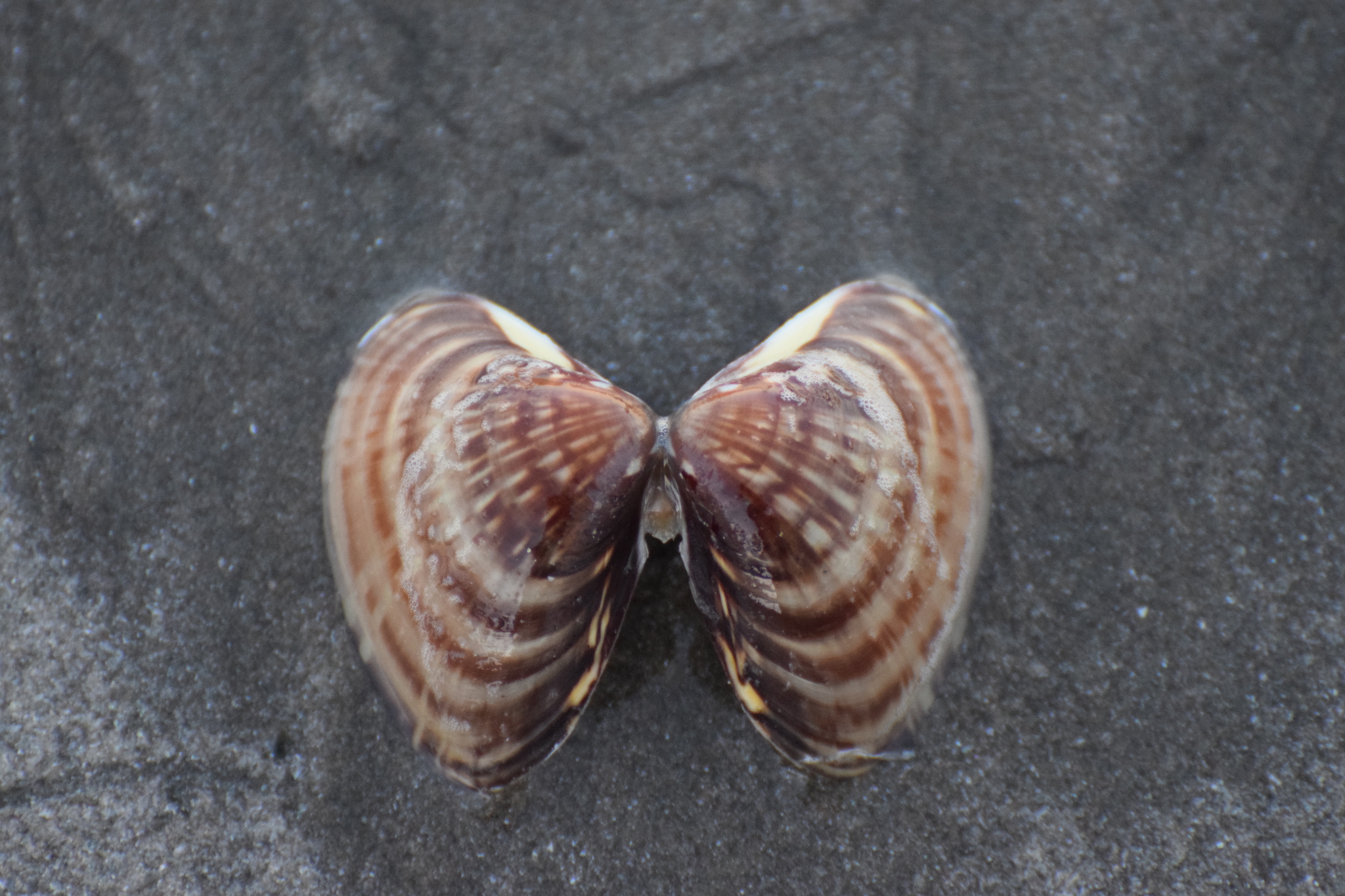 Tivela byronensis (Gray, 1838)