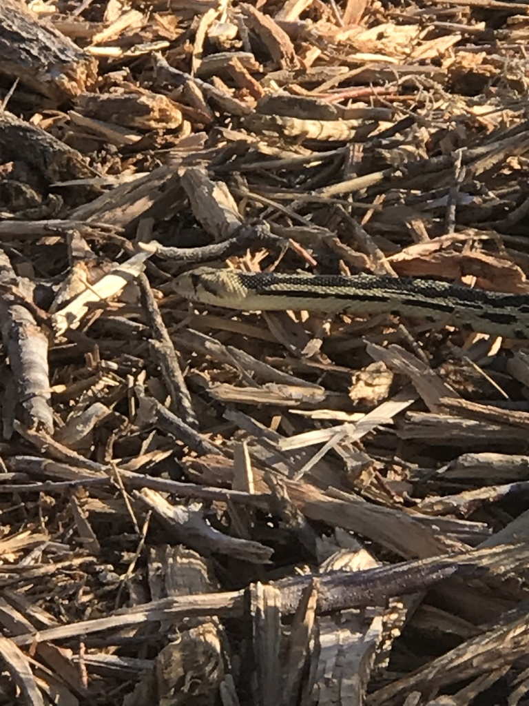 Great Basin Gopher Snake from Clark County, US-NV, US on May 07, 2021 ...