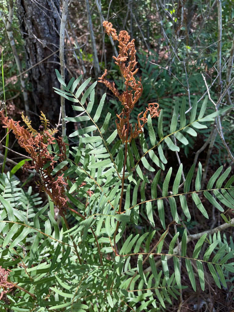 Osmunda Flower