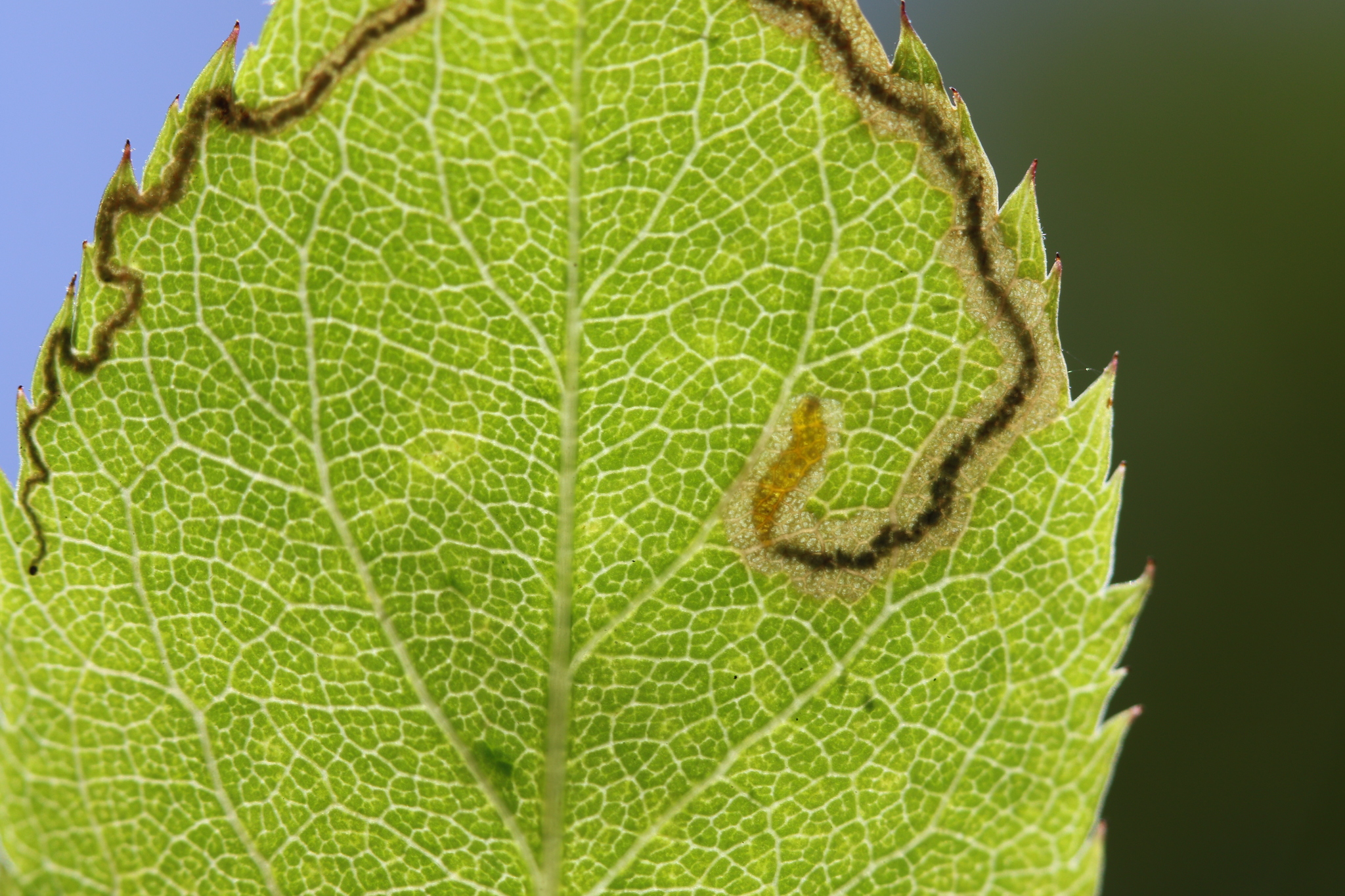 Stigmella centifoliella (Zeller, 1848) Beirne, 1945