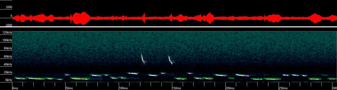 Eumops perotis (Schinz, 1821)
