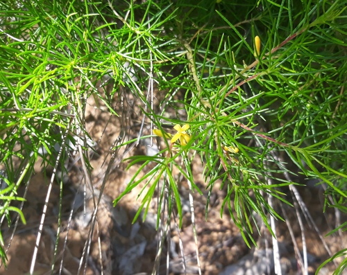 north rothbury persoonia (Persoonia pauciflora) · iNaturalist